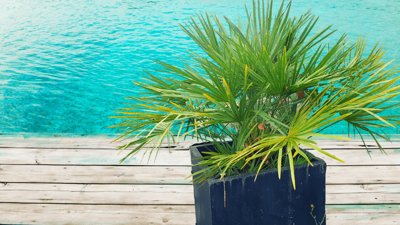 Palmbomen - Palmtuin.nl