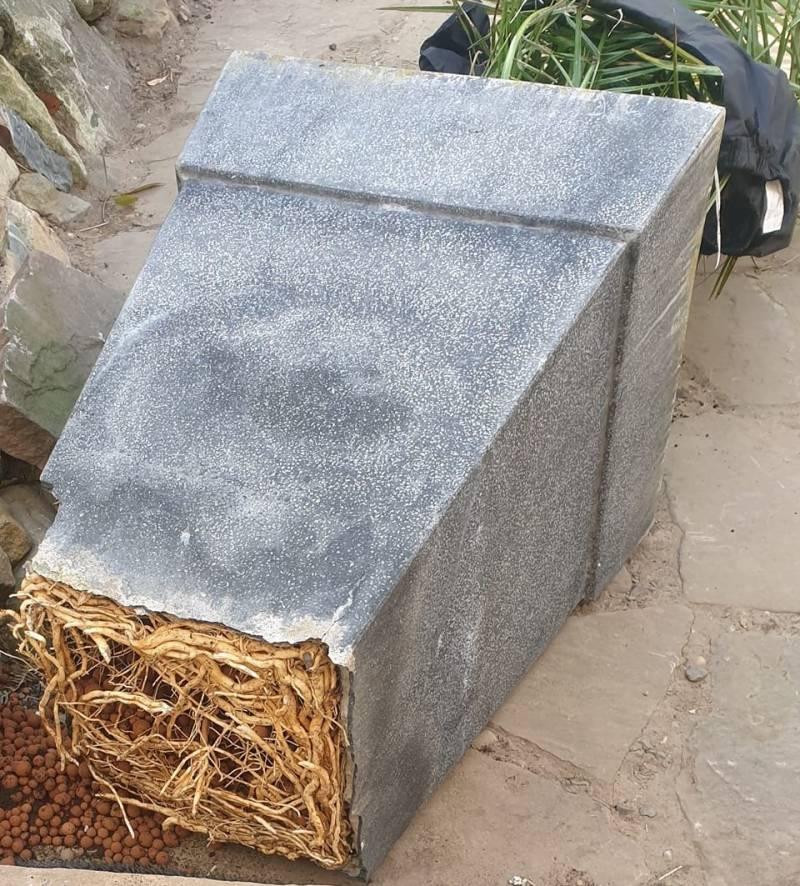 PALMBOOM KOPEN: Trucjes hoe je de beste palm uitkiest