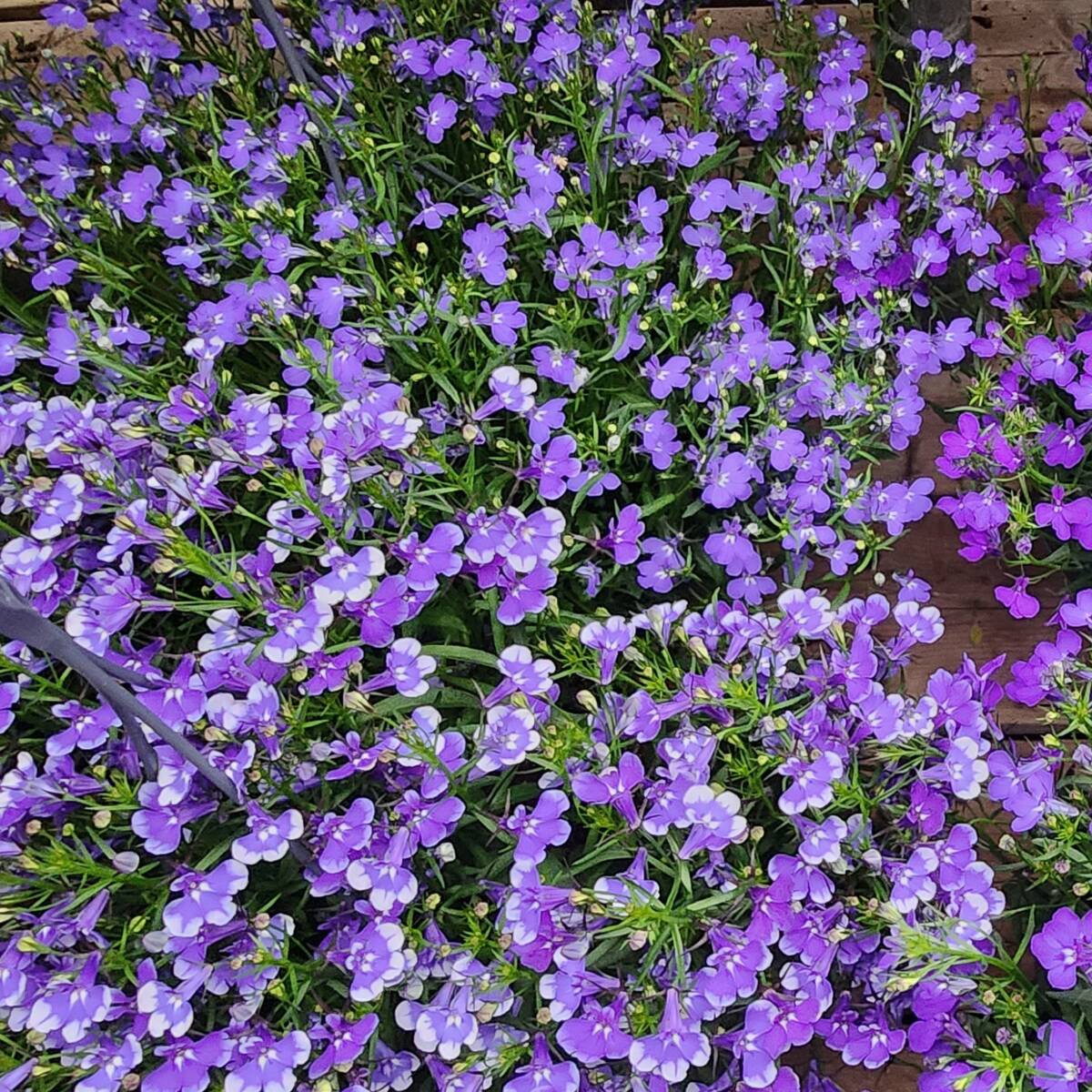 14 prachtige paarse tuinplanten die je onmiddellijk wilt hebben!