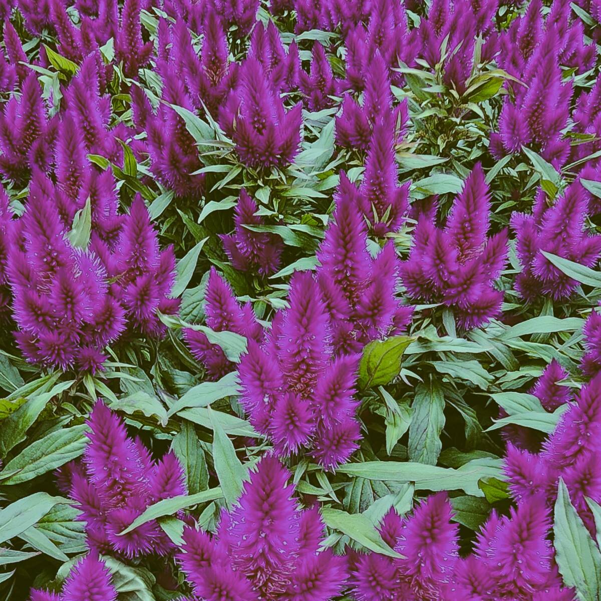 14 prachtige paarse tuinplanten die je onmiddellijk wilt hebben!