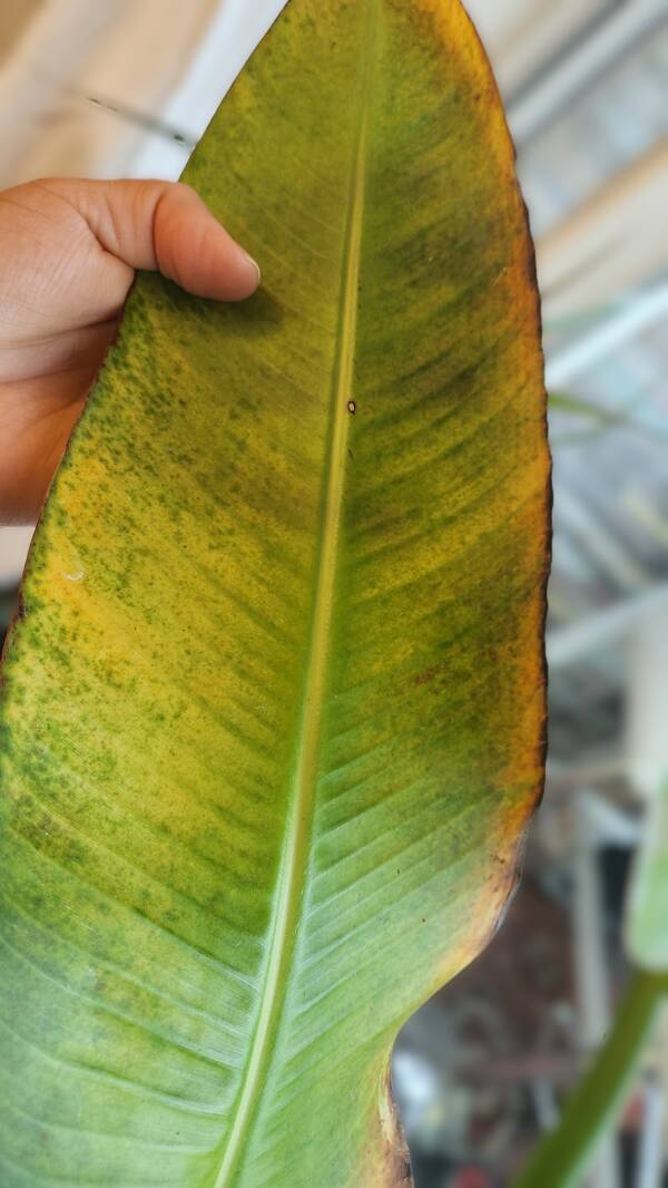 Beste MIDDEL TEGEN TRIPS: 6x bestrijden